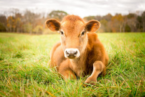 About Us | Poplar Spring Animal Sanctuary