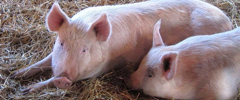 6431423101_f53d6ddaaa_b | Poplar Spring Animal Sanctuary