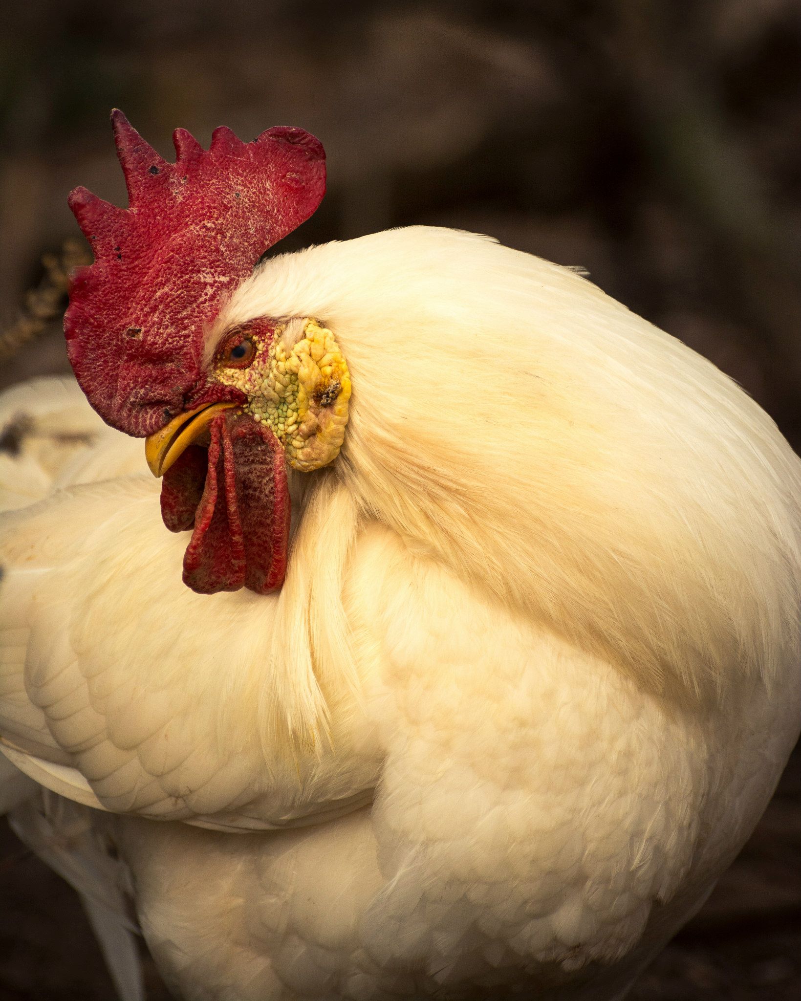 Lance | Poplar Spring Animal Sanctuary