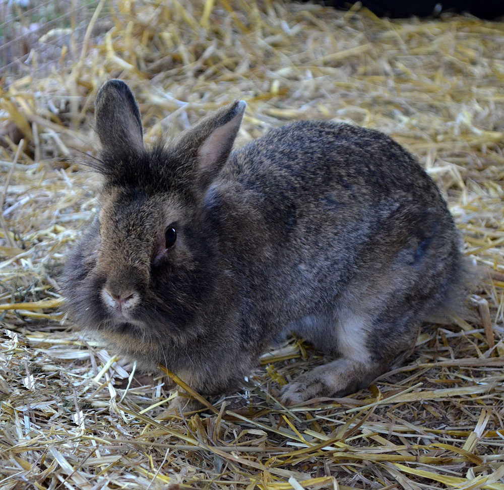 Bella Bunny | Poplar Spring Animal Sanctuary
