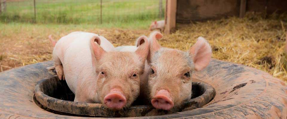 Poplar Spring Animal Sanctuary | Poplar Spring Animal Sanctuary