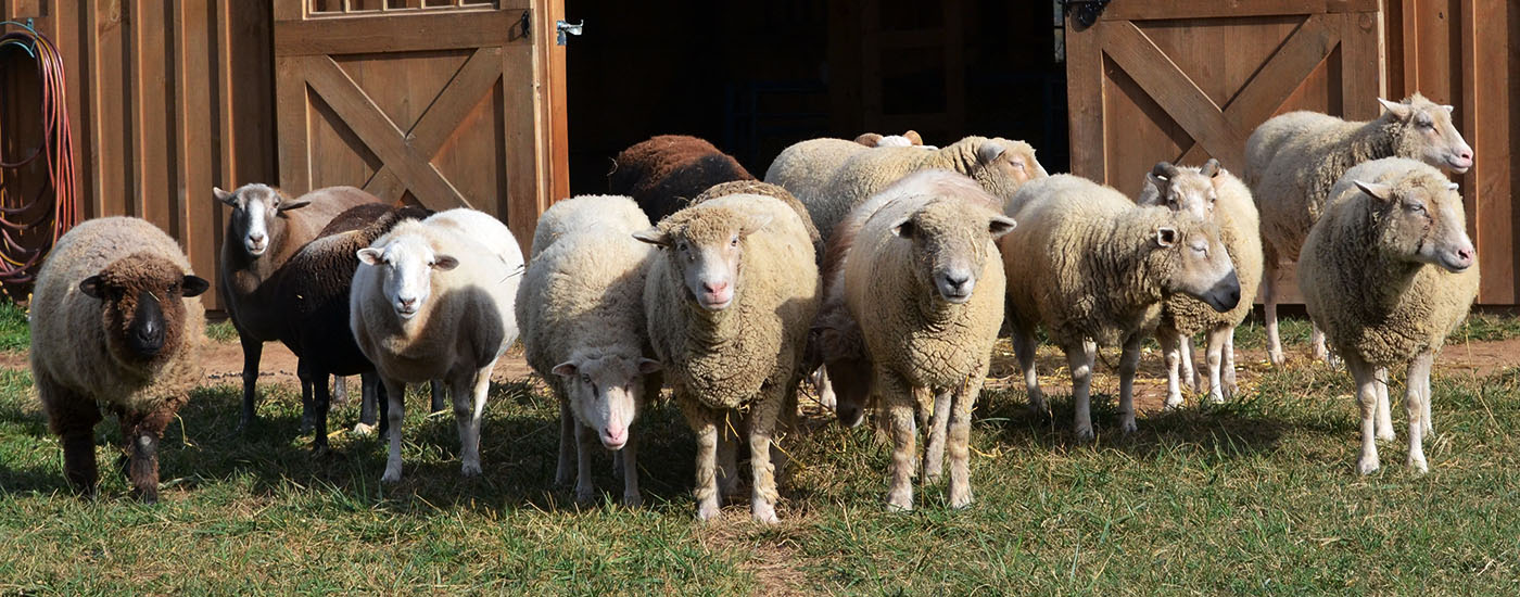 Poplar Spring Animal Sanctuary : Volunteering at Poplar Spring Animal ...