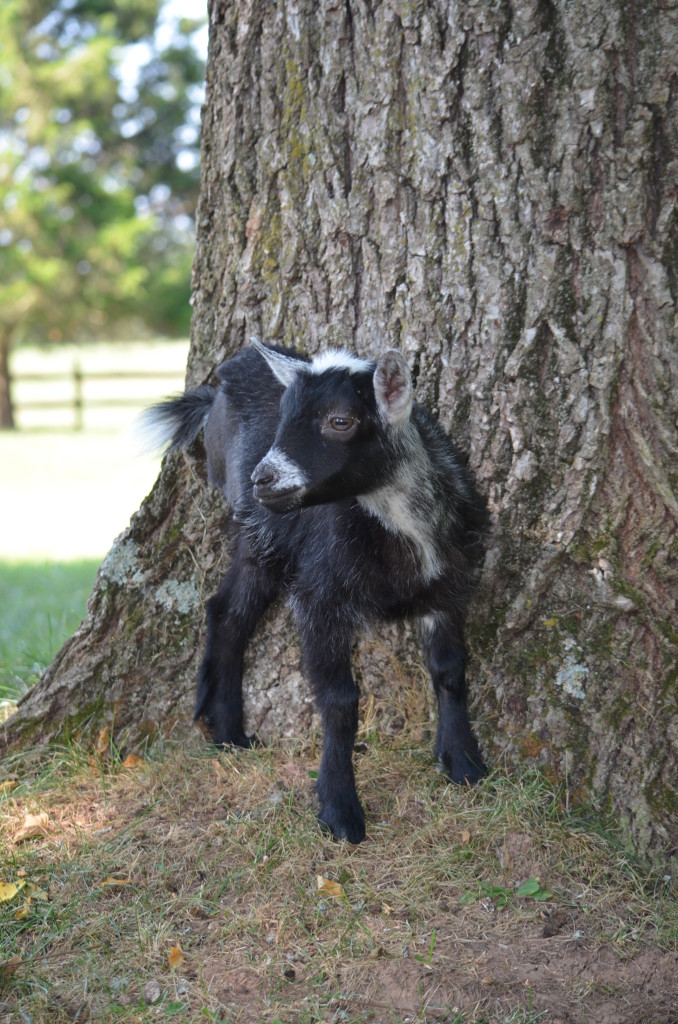 Evie | Poplar Spring Animal Sanctuary